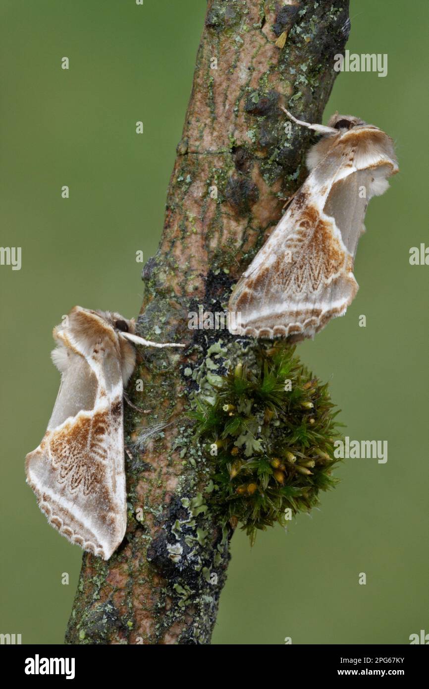 Moss covered arches hi-res stock photography and images - Alamy