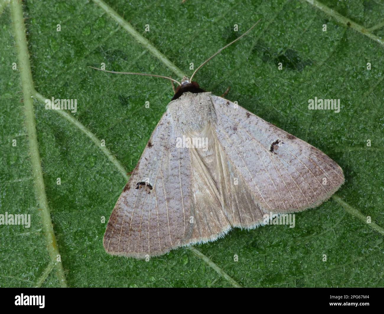Scarce Blackneck (Lygephila craccae) Moth adult male, resting on leaf ...
