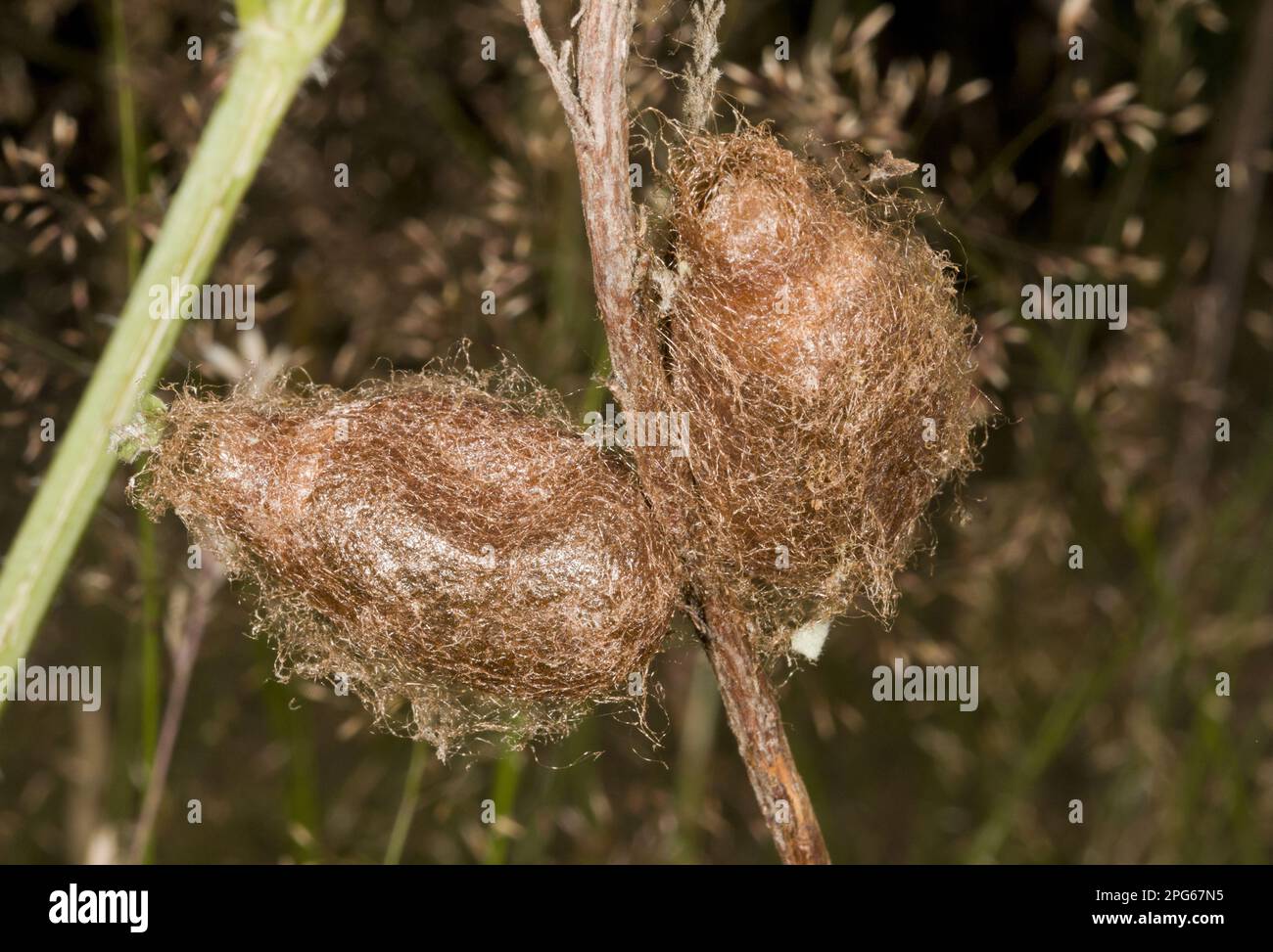 Emperor Moth (Saturnia pavonia) pupal cocoons, attached to heather twig ...