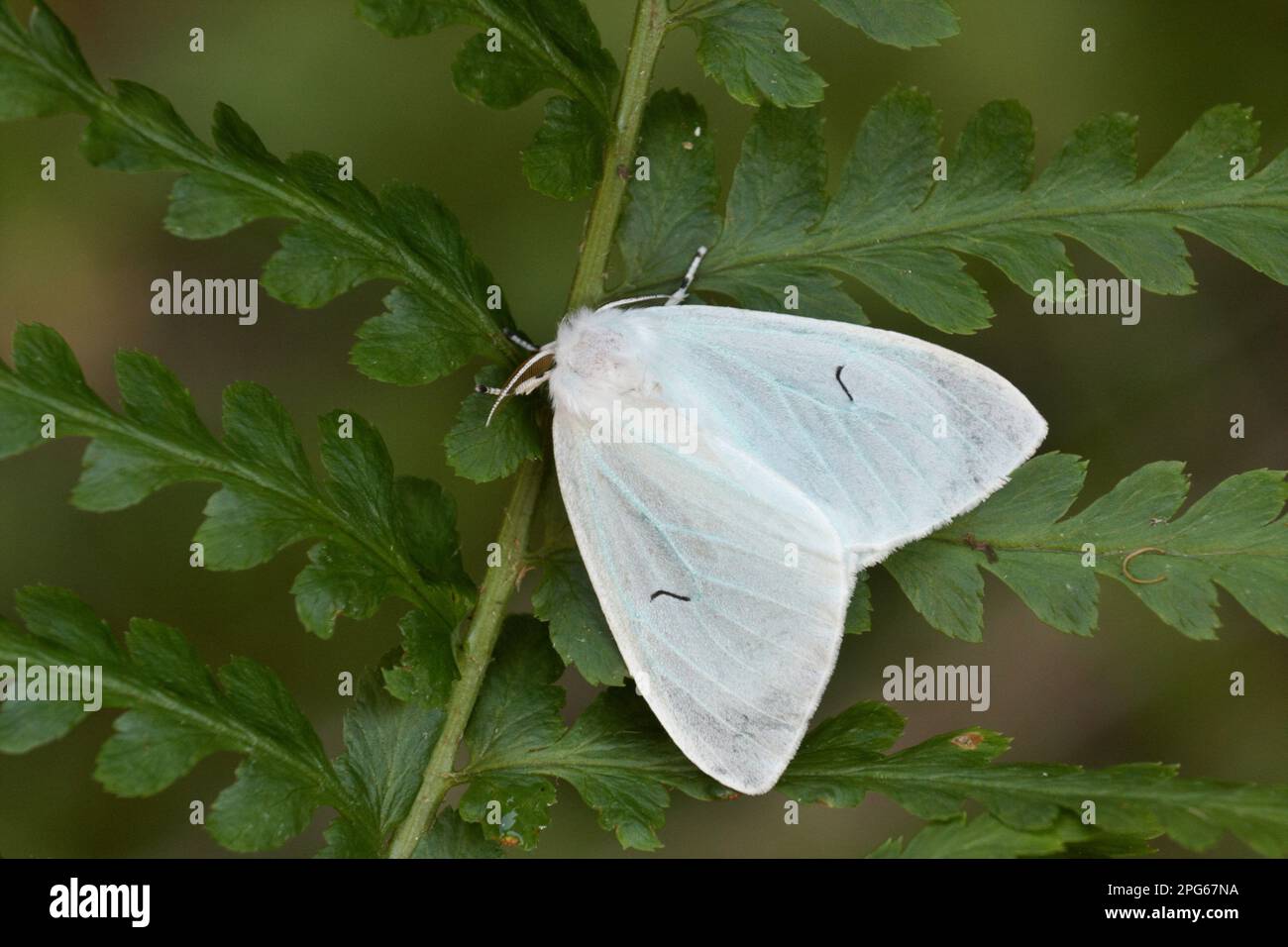 Black V Moth (Arctornis l-nigrum) adult male, resting on Male Fern ...