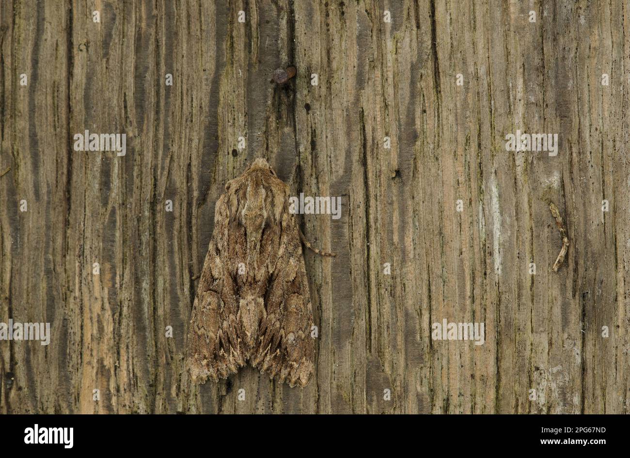 Dark arches (Apamea monoglypha), Root-eaters, Great Grassy Owls ...