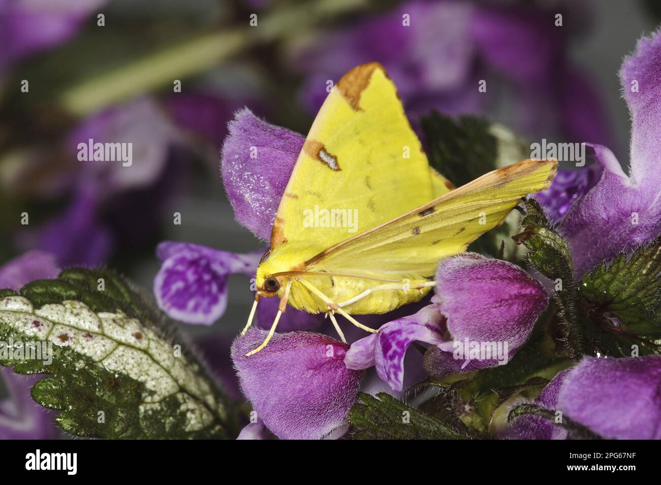 North yorkshire butterflies hi-res stock photography and images - Alamy