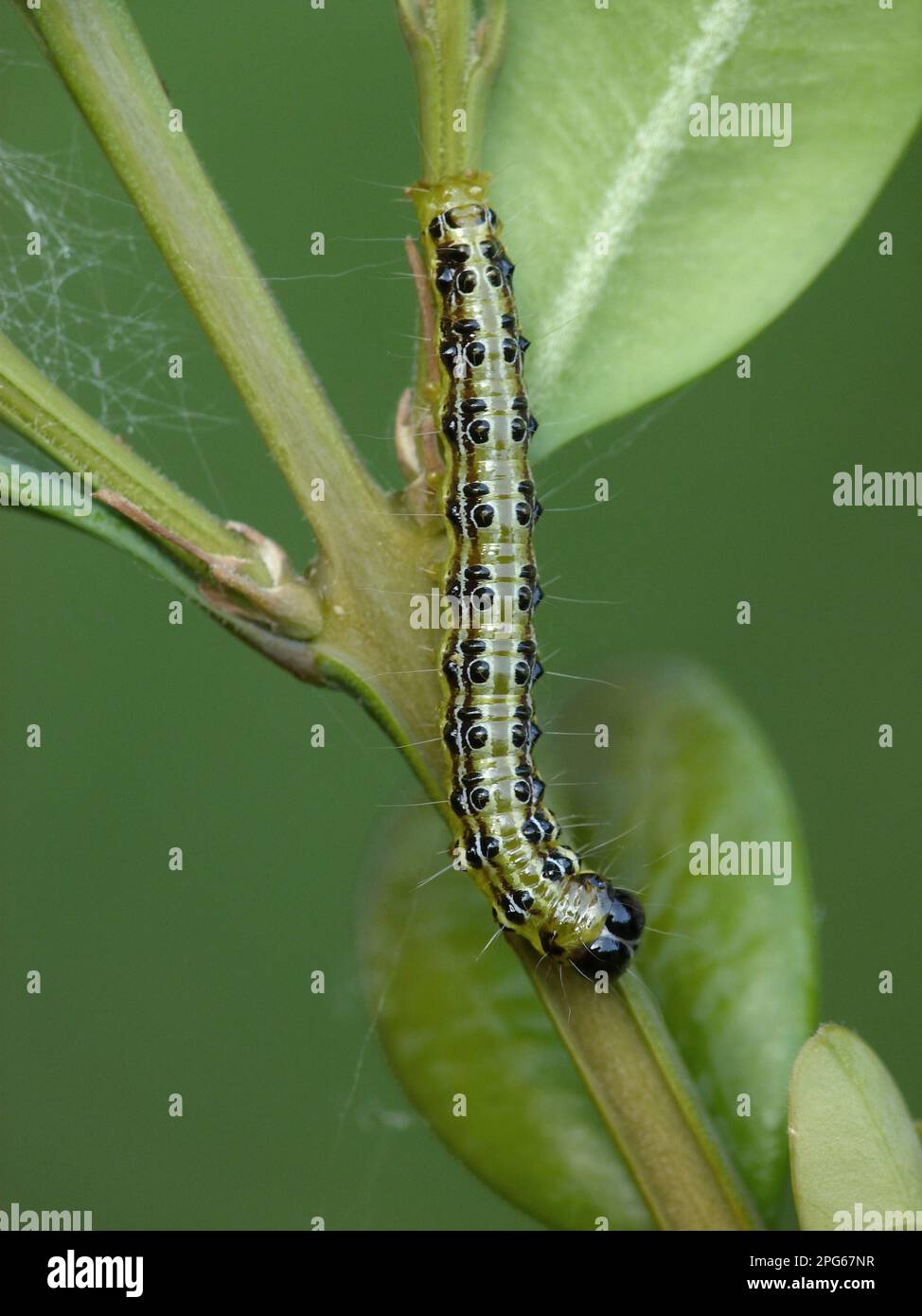 Common box (Buxus sempervirens) introduced pest species, box tree moth ...