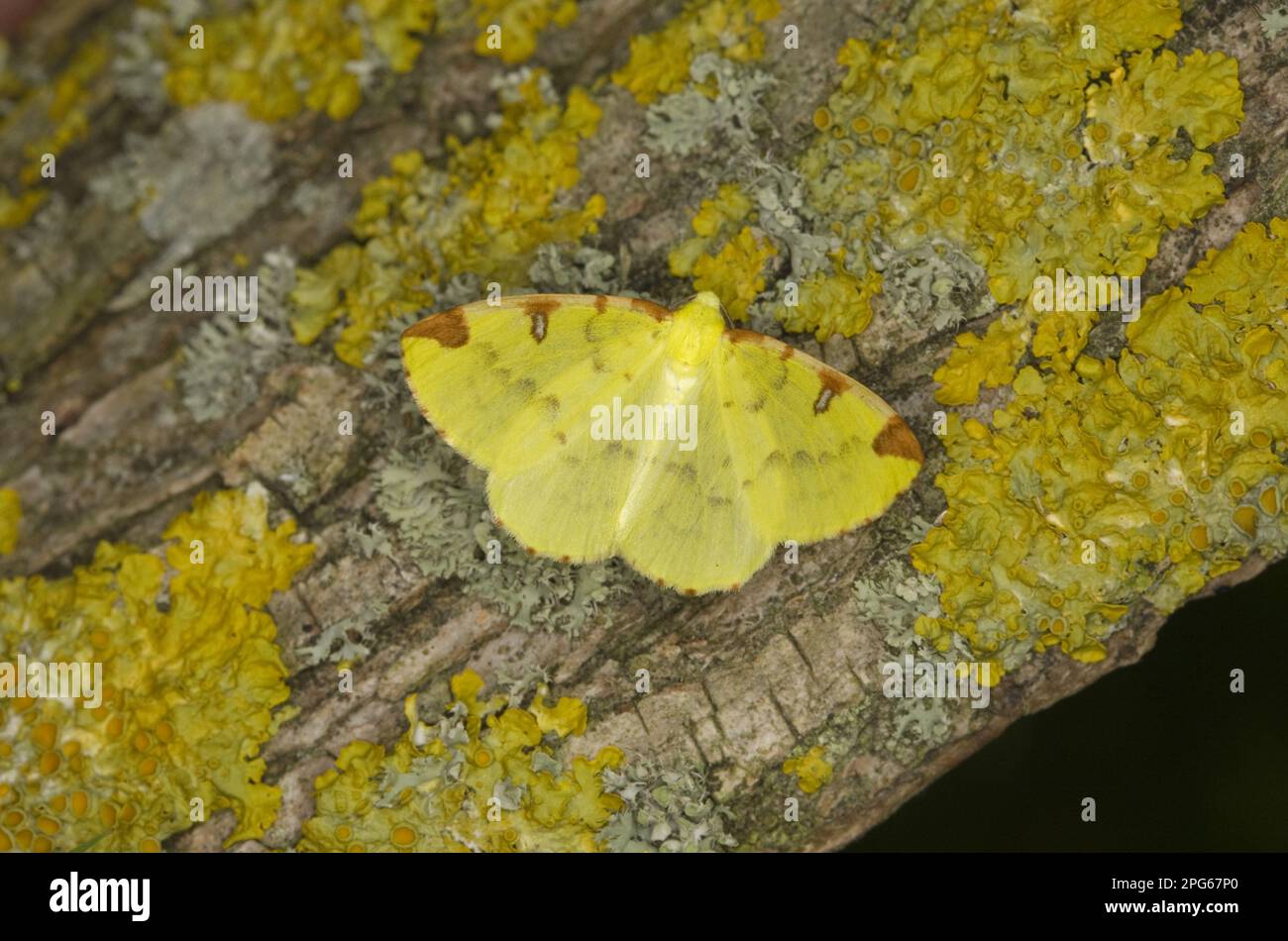Brimstone Moth (Opisthograptis luteolata) adult, resting on lichen ...