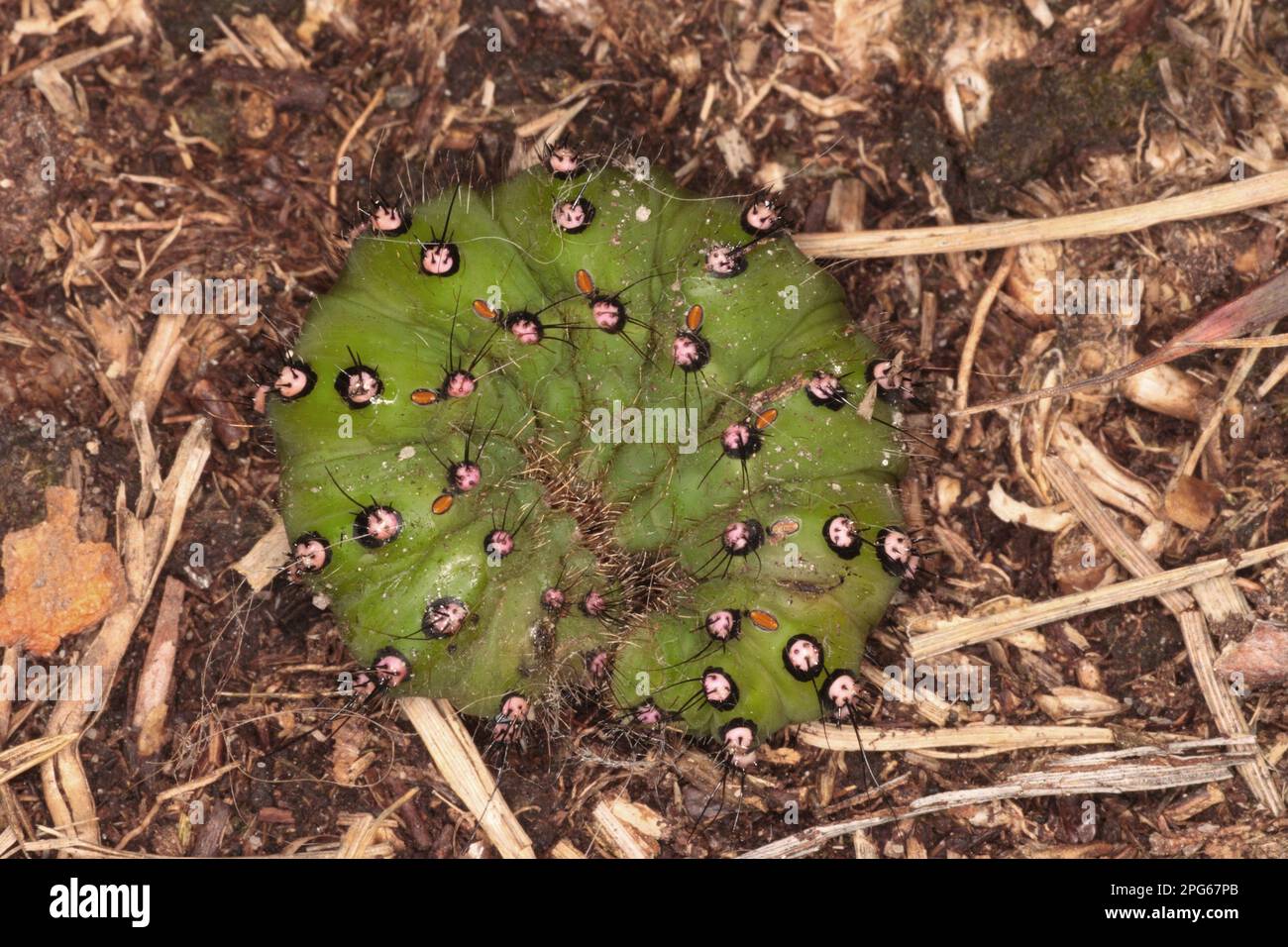 Small emperor moths (Saturnia pavonia), Small night peacock eyes ...