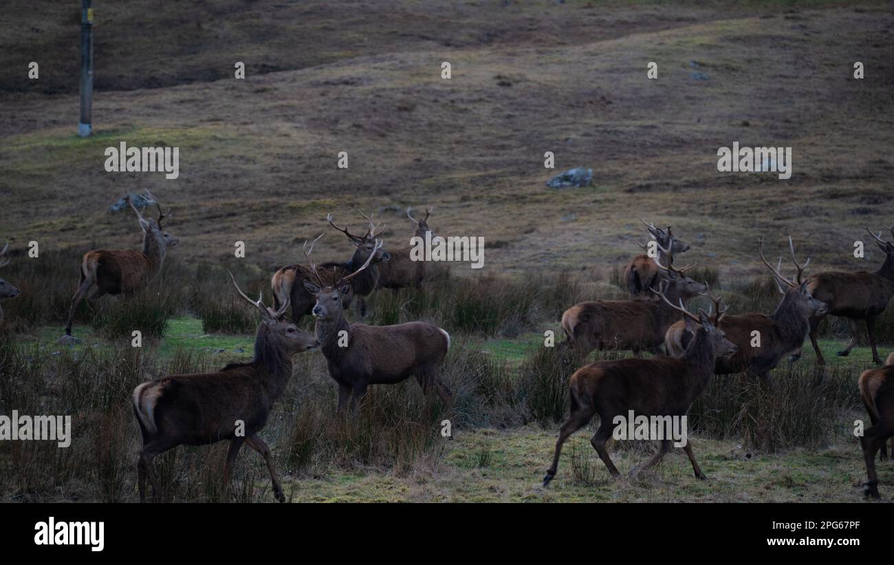 Deer foraging in nature. brown deer in nature Stock Photo - Alamy