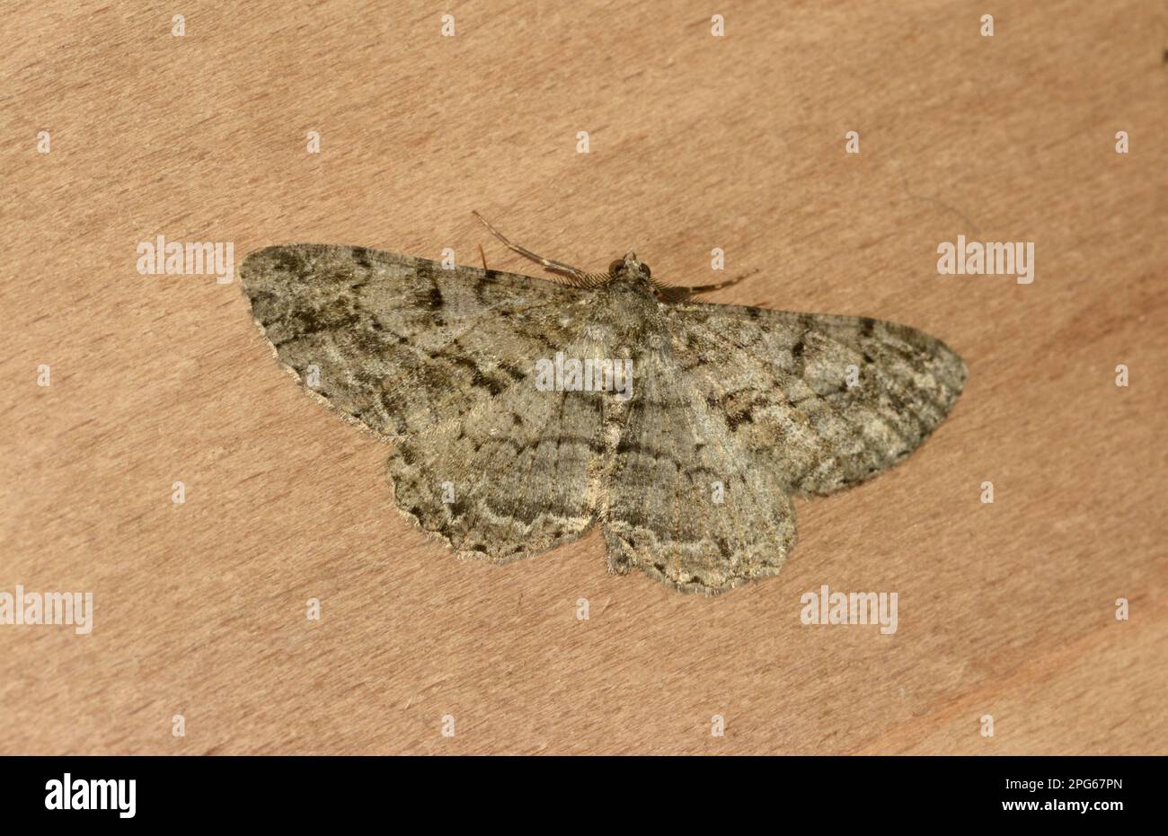 Willow beauty (Peribatodes rhomboidaria), Rhombus moth, Insects, Moths ...