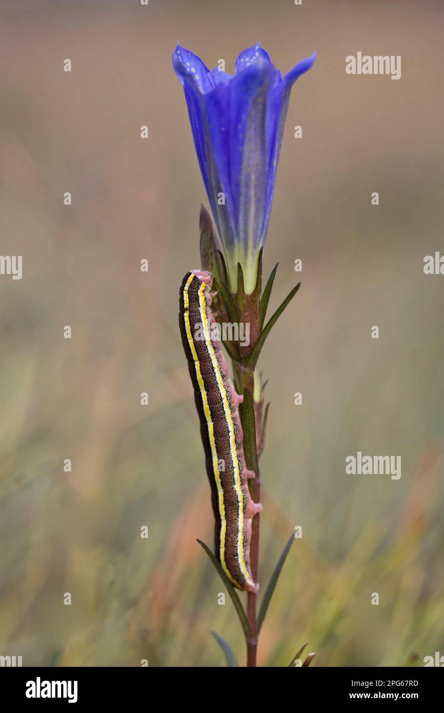 Broom moth caterpillar (Melanchra pisi), on the marsh gentian (Gentiana ...