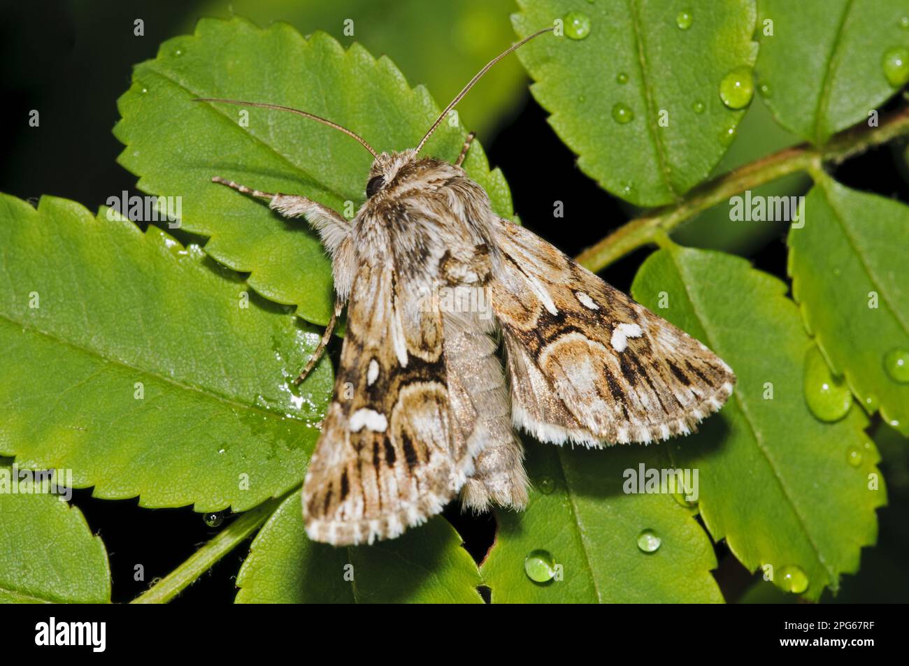 Toadflax moths, Little Owls, Light Grey Toadflax Capped Owls, Insects ...