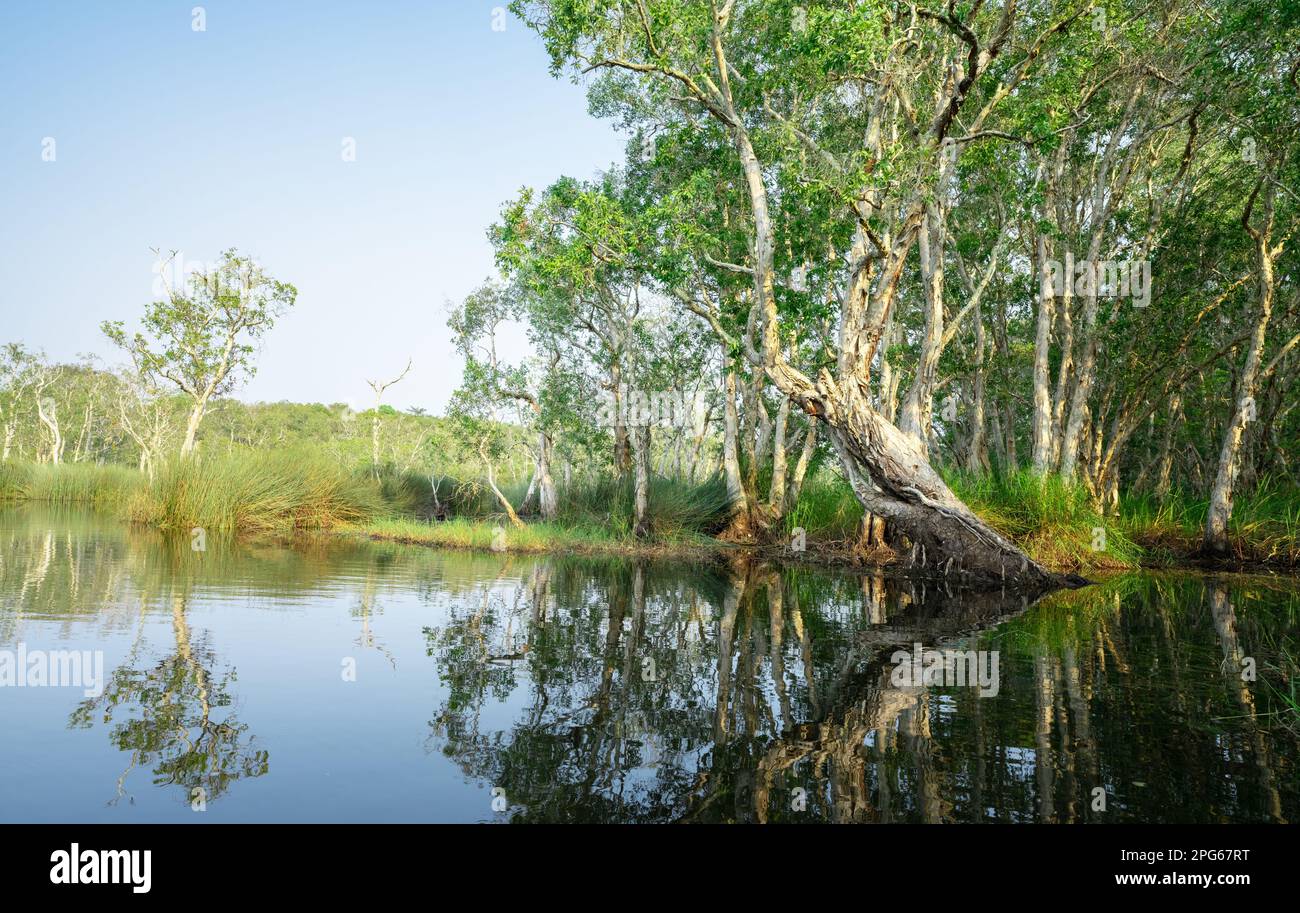 White samet or cajuput trees in wetlands forest with reflections in ...