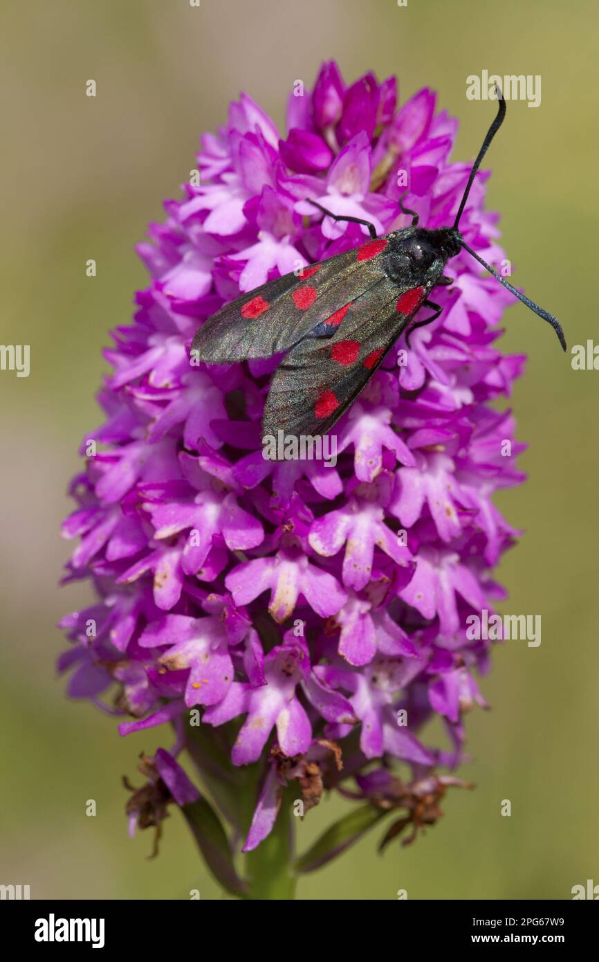 Five-spot Burnet (Zygaena trifolii) Moth adult, resting on Pyramidal ...