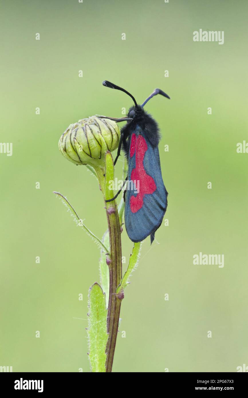 Five-spot Burnet (Zygaena trifolii) Moth adult, with unusual fused ...
