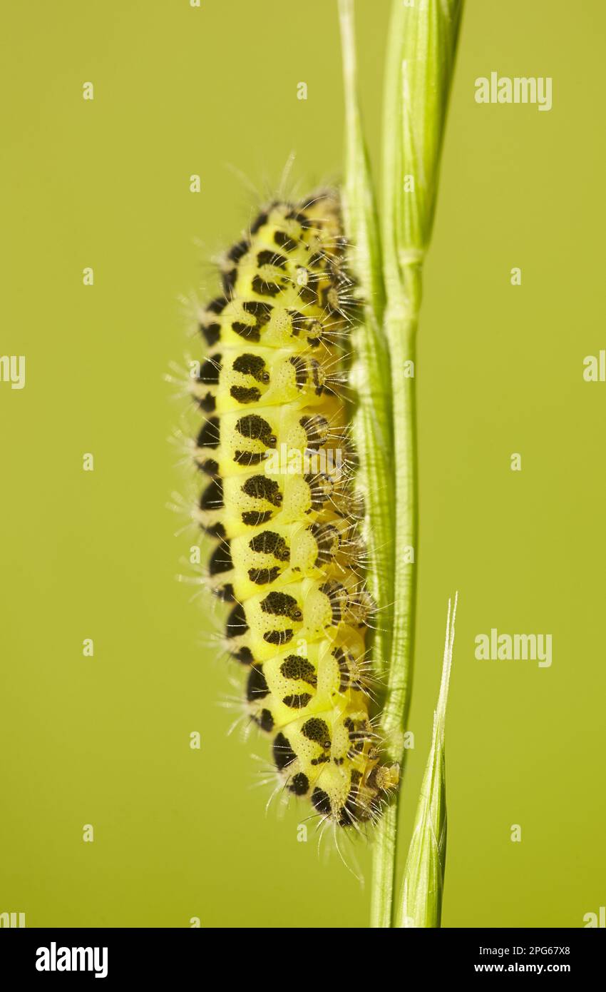 Six-spotted Burnet caterpillar (Zygaena filipendulae), Blood-spotted ...