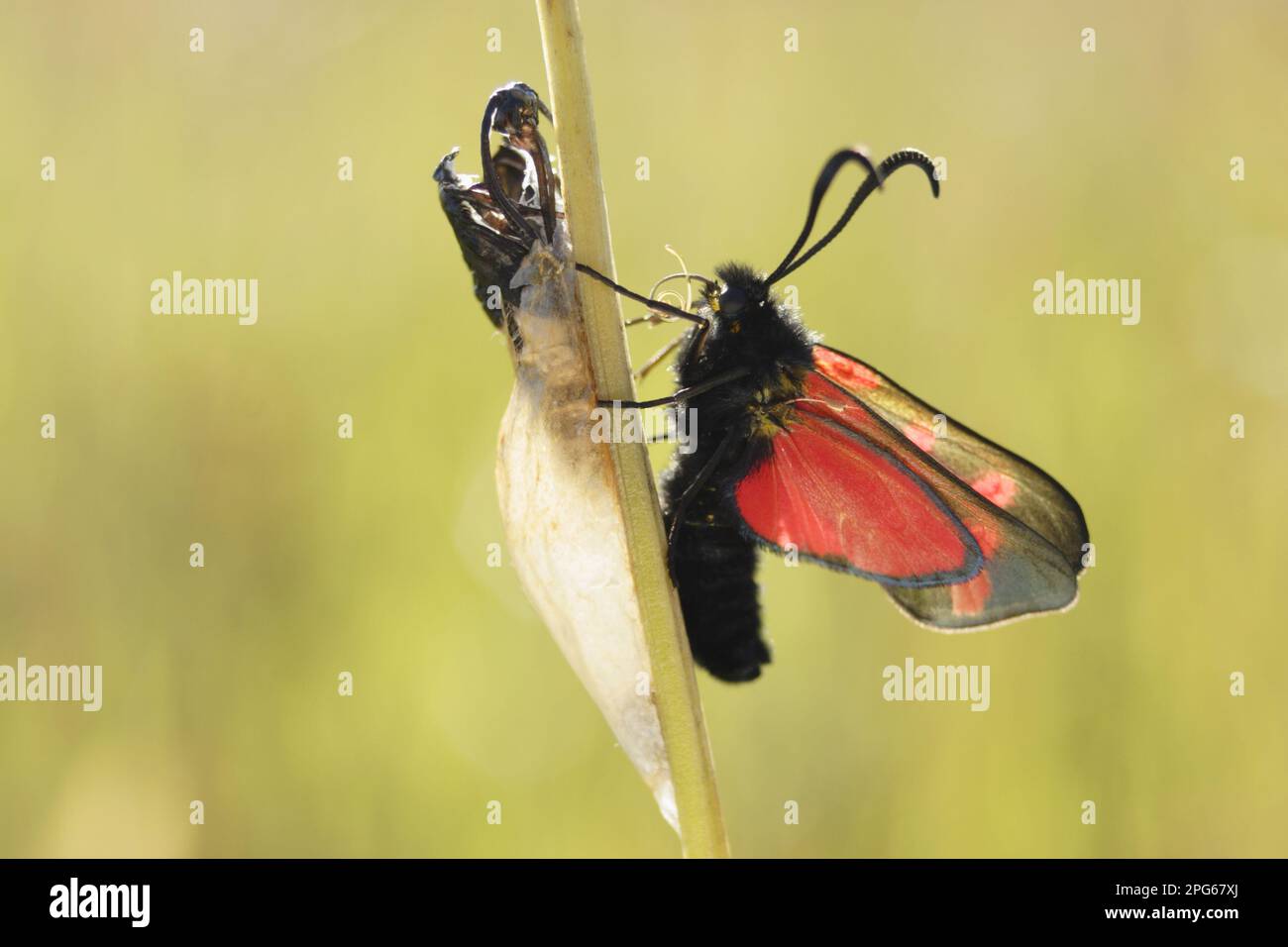 Six-spotted Burnet adult (Zygaena filipendulae), Blood-spotted Burnet ...