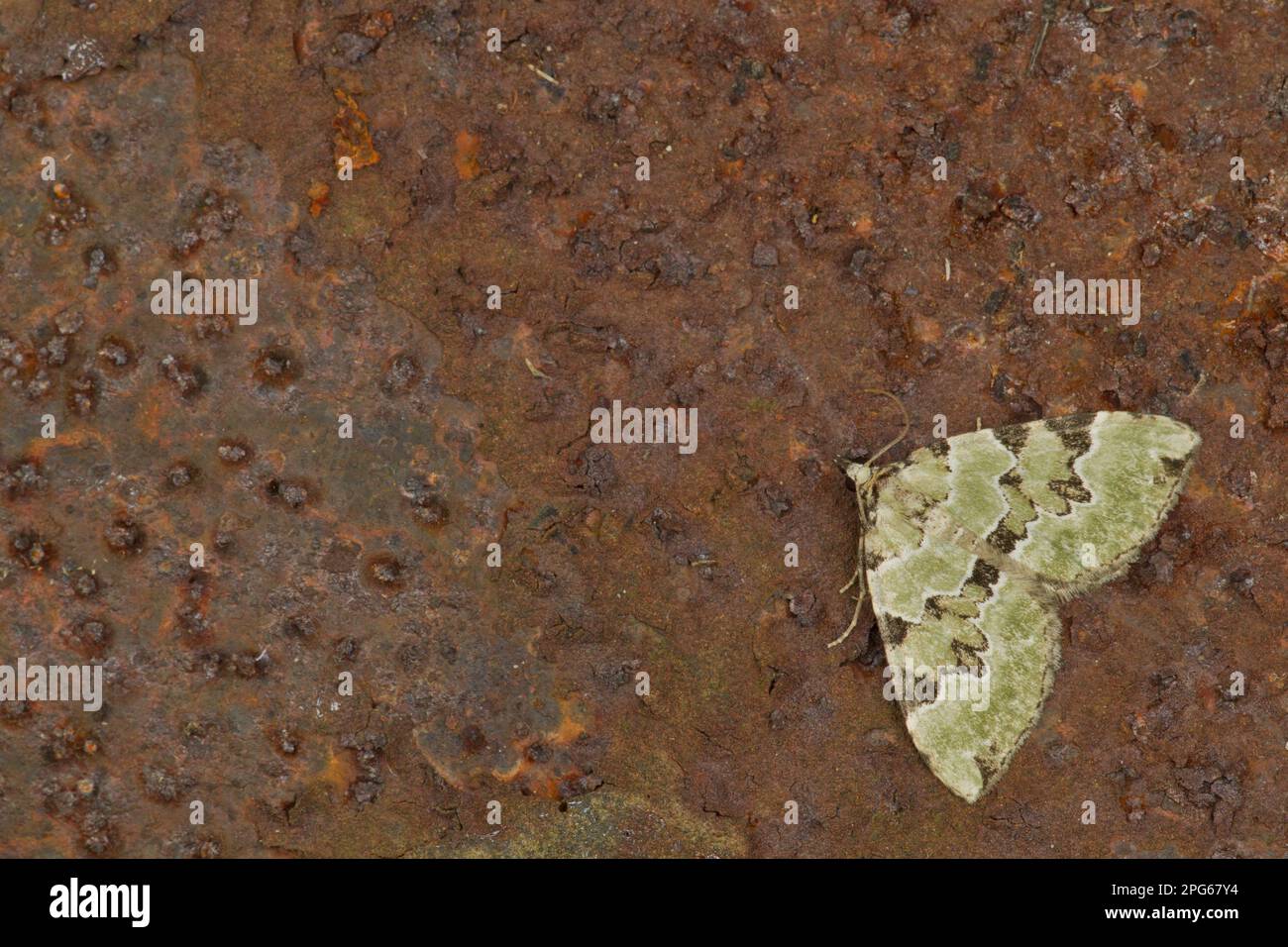 Larentia viridaria, Magnificent green banded moth, Magnificent green ...
