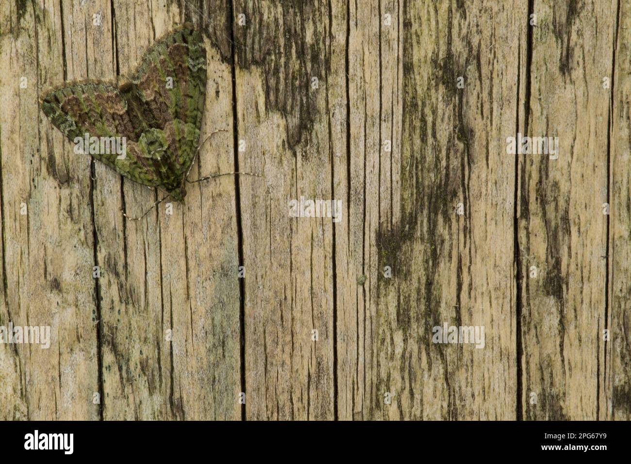 Cloeoclysta siterata, Olive green bindweed moth, Olive green lime leaf ...