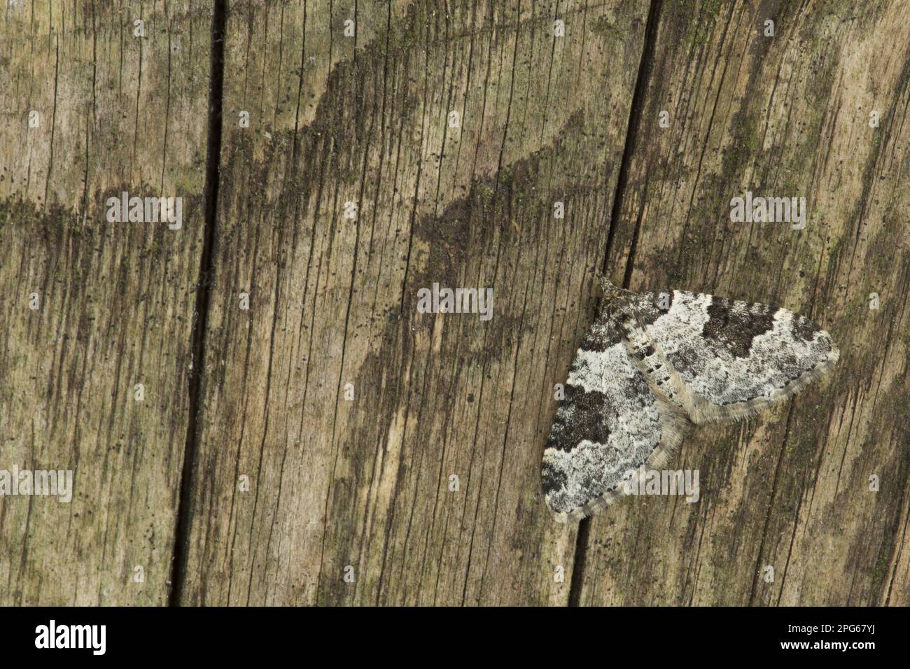 British garden insects hi-res stock photography and images - Alamy