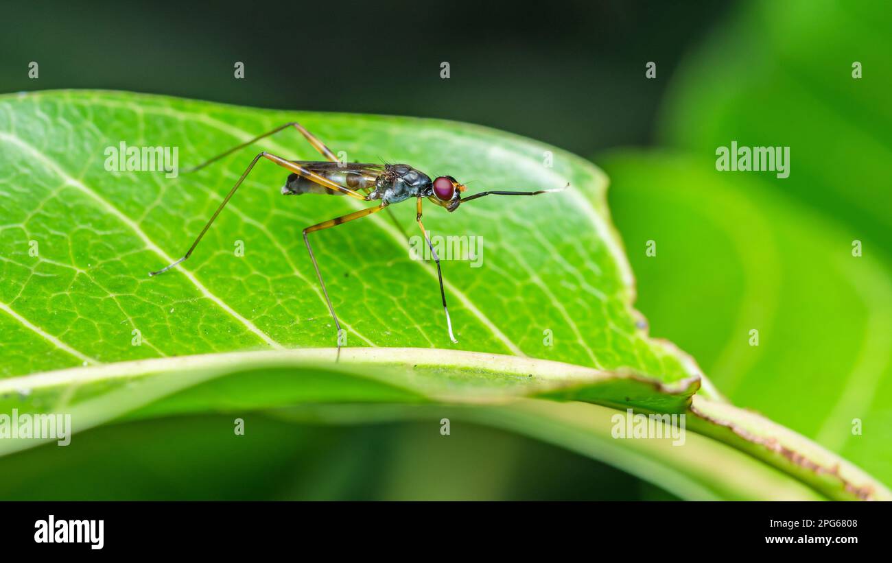 Adult Stilt-legged Fly on Green Leaf, Insect animal, macro photo Stock ...