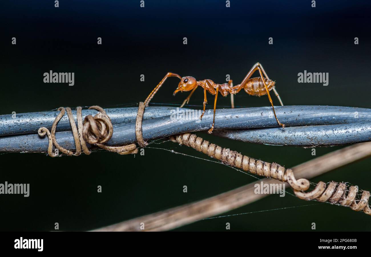 Red ant walking on barbed wire, macro photo, dark background Stock ...