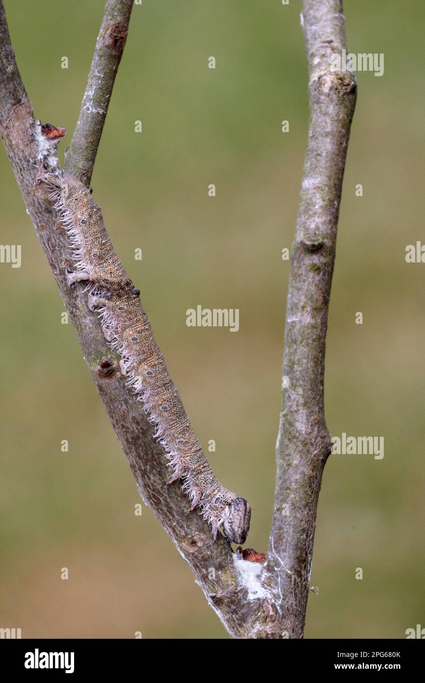 Clifden blue underwing (Catocala fraxini) caterpillar camouflaged on ...