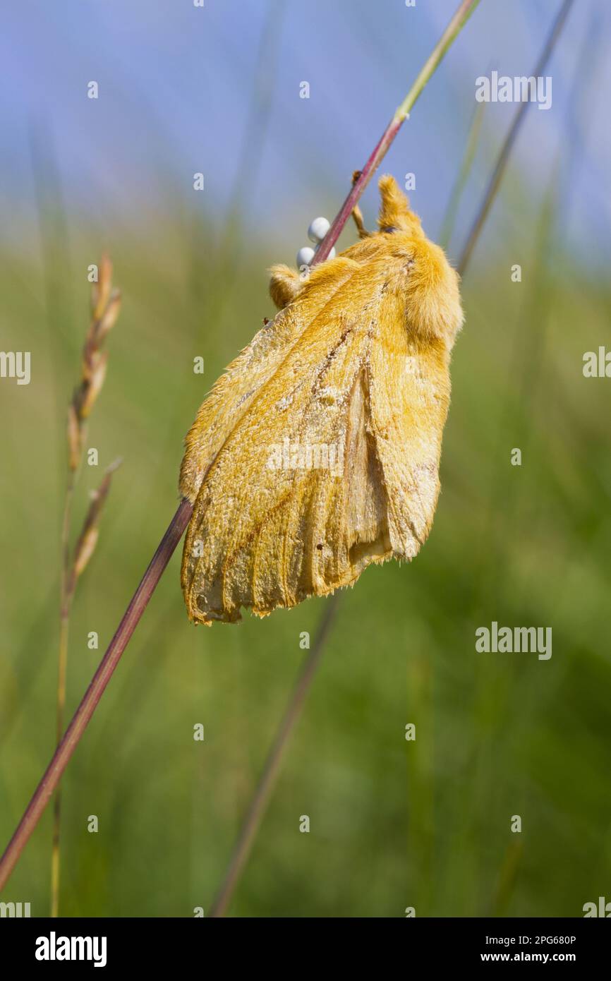 Drinker Moth (Euthrix potatoria) adult female, laying eggs on grass ...