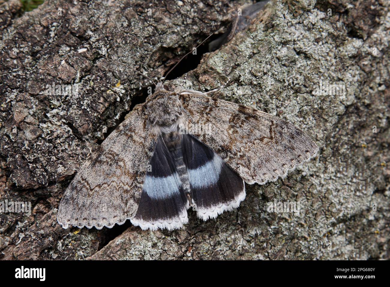 Clifden blue underwing (Catocala fraxini) adult, hind wings exposed ...