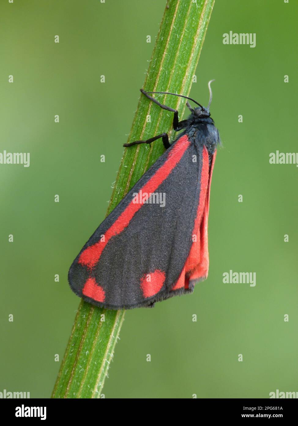 Jacob's bear, Blood bear, Crimson bear, Jacob's bears, Blood bears ...