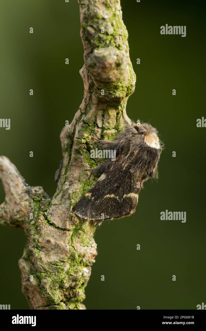 December moth hi-res stock photography and images - Alamy