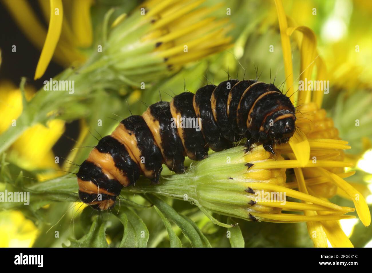 Cinnabar moth (Tyria jacobaeae) adult larva feeding on ragwort (Senecio ...