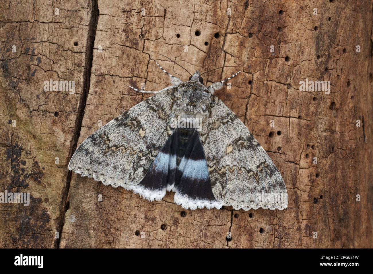 Blue underwing (Catocala owlet moth (Noctuidae), Insects, Moths ...