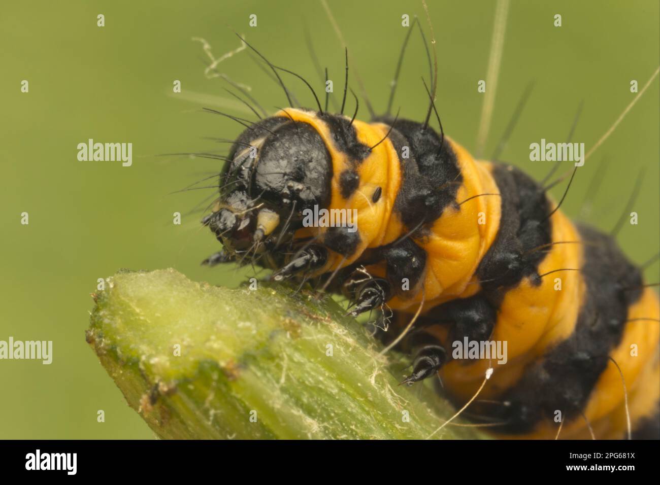 Cinnabar moth england butterfly hi-res stock photography and images - Alamy