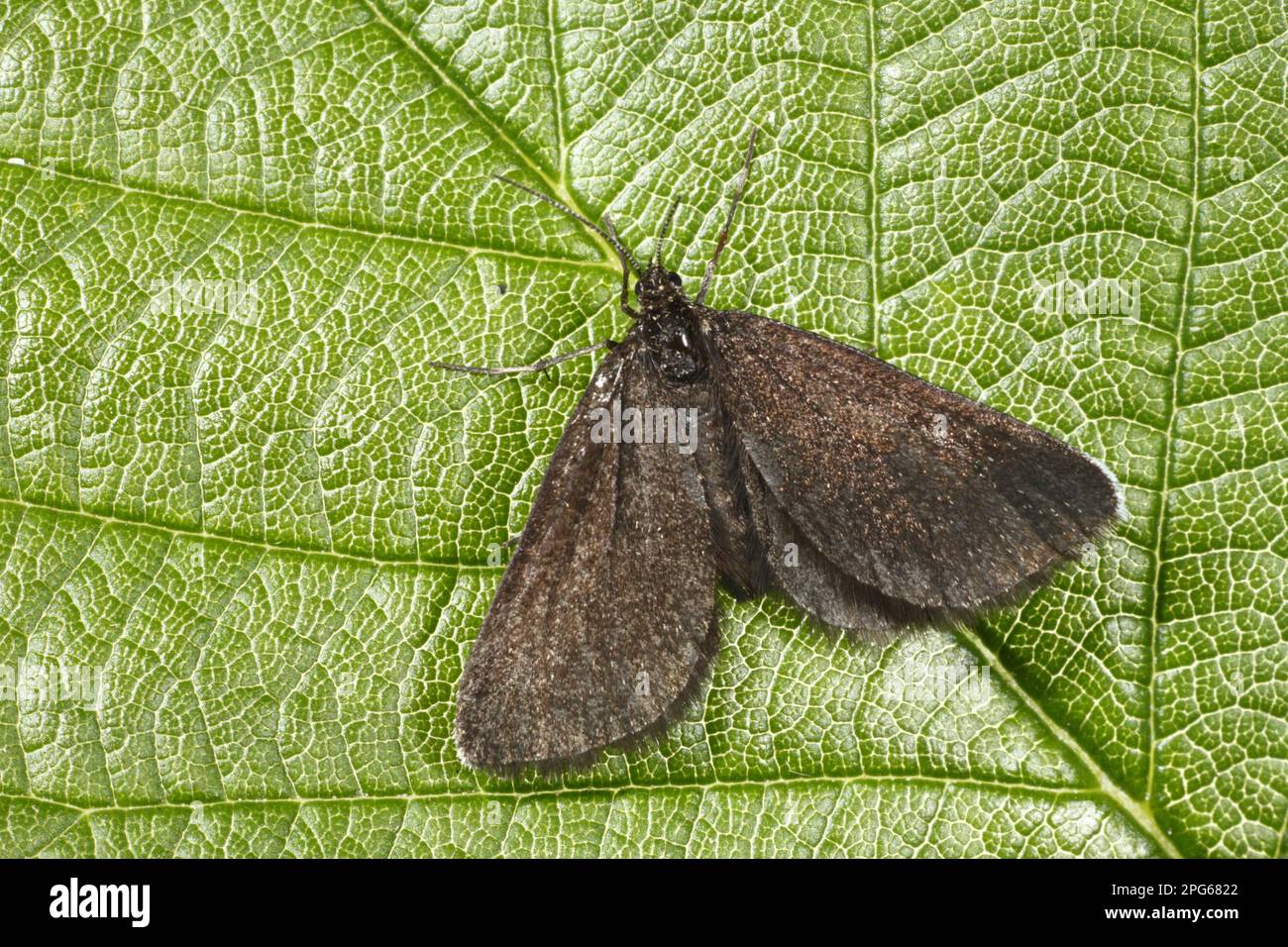 Chimney sweeper butterfly hi-res stock photography and images - Alamy