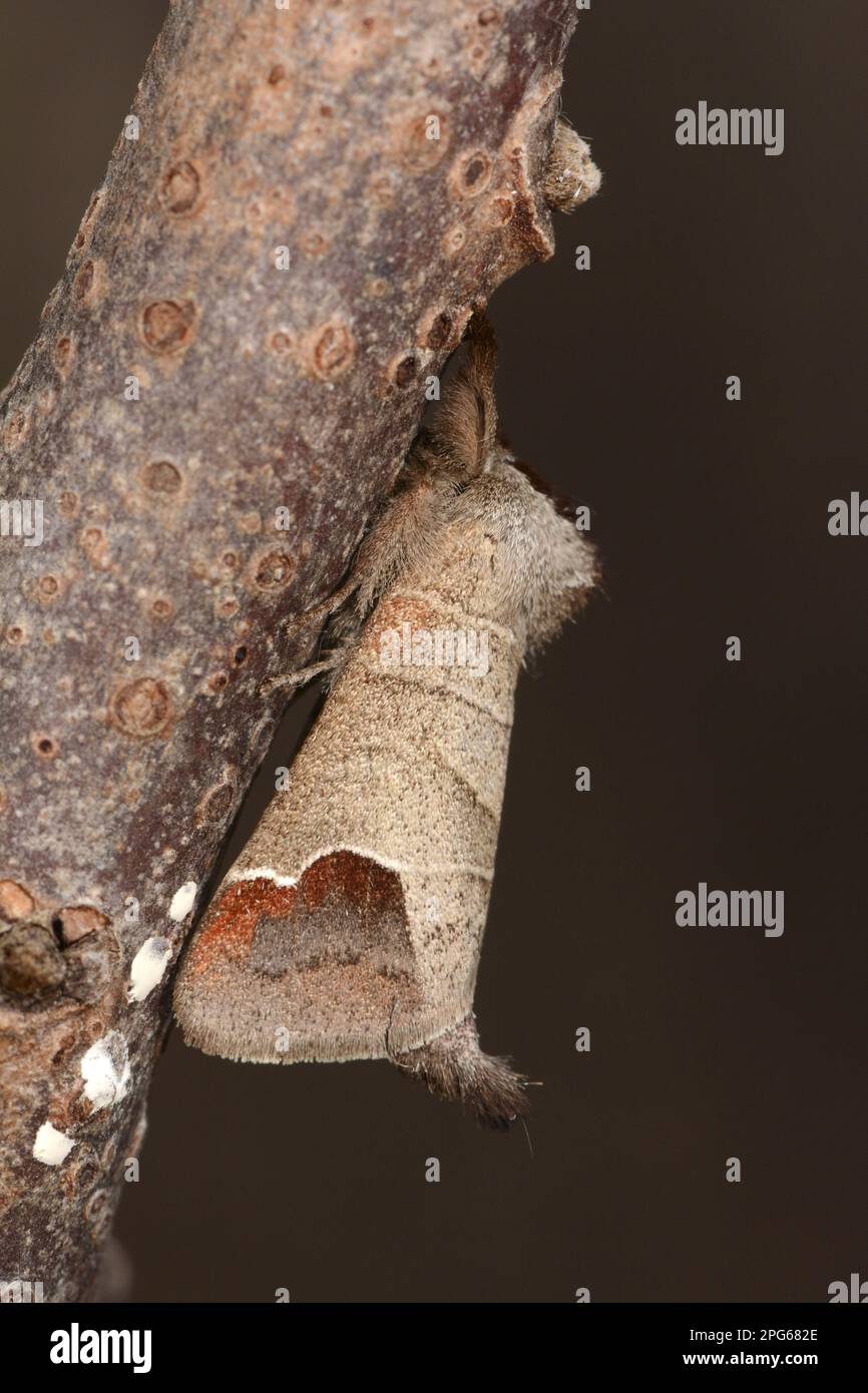 Chocolate-tip moth (Clostera curtula), Drake-tailed Rough-legged Moth ...