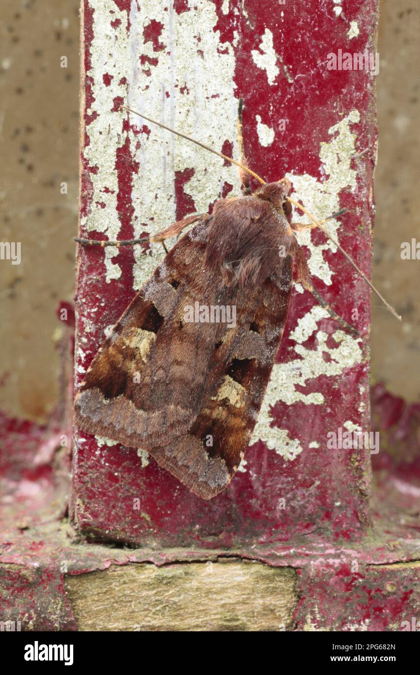 Welsh moths hi-res stock photography and images - Alamy