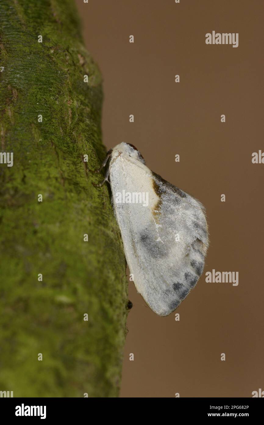 Chinese character (Cilix glaucata), Silver Moth, Drepanidae, Insects ...