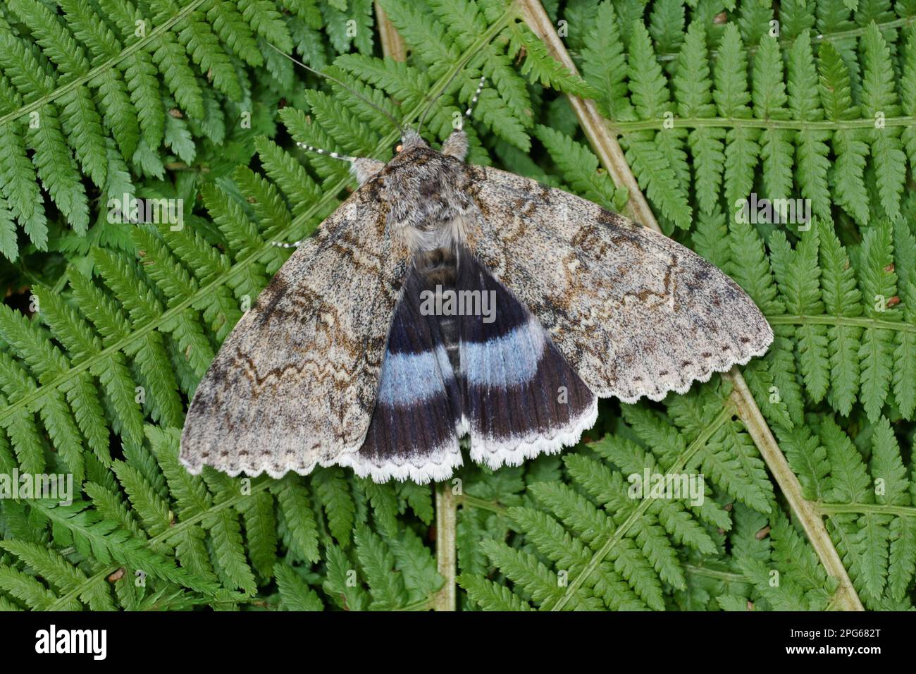 Blue underwing moth hi-res stock photography and images - Alamy