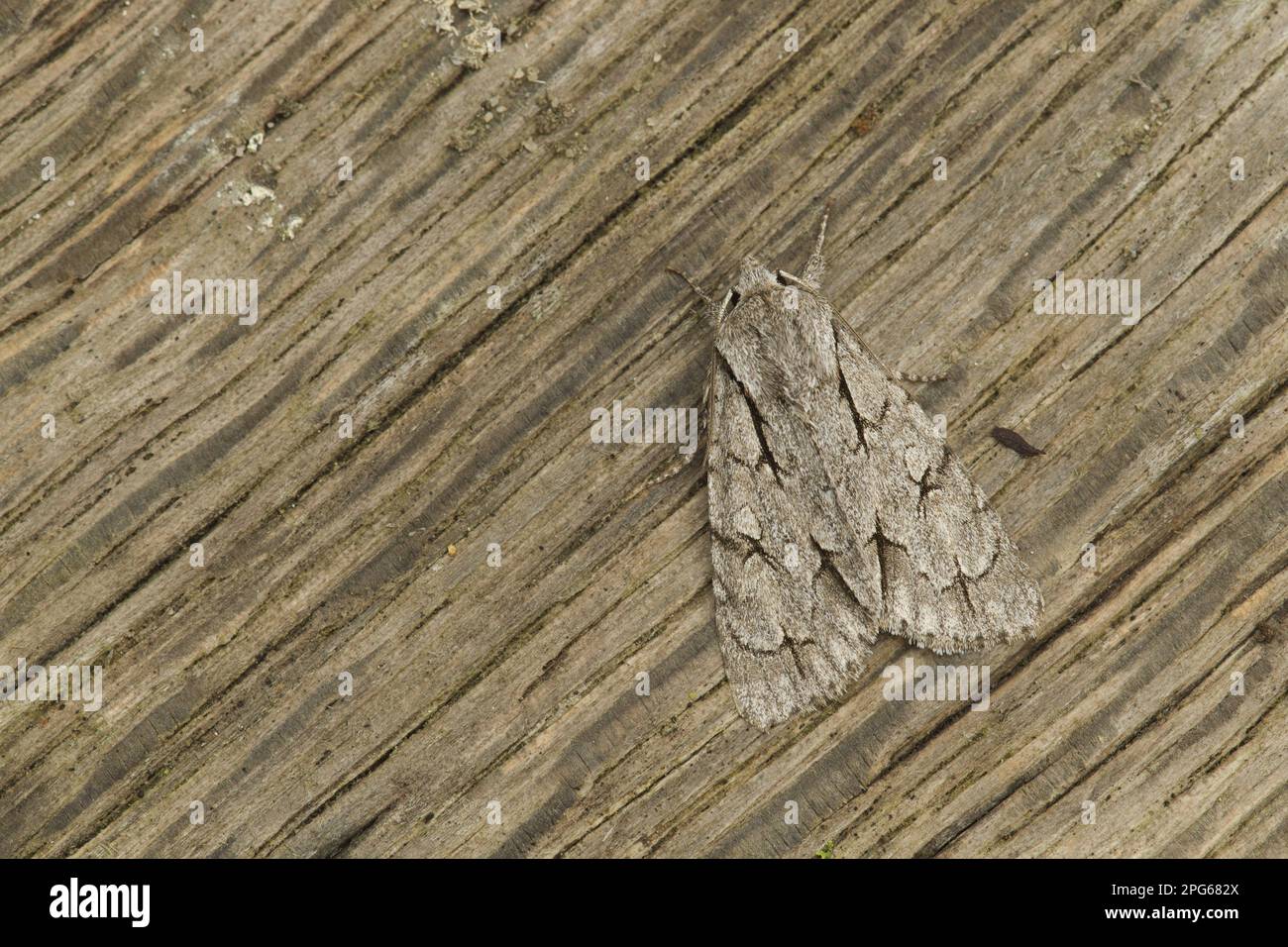 Arrow Owl, Sloe Owl, Arrow Owls, gray daggers (Acronicta psi), Insects ...