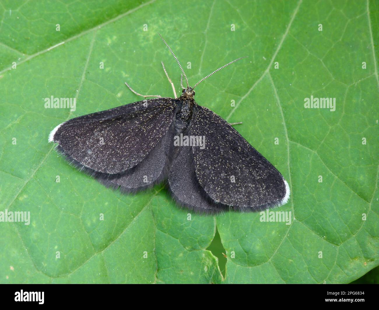 Butterflies of southern italy hi-res stock photography and images - Alamy