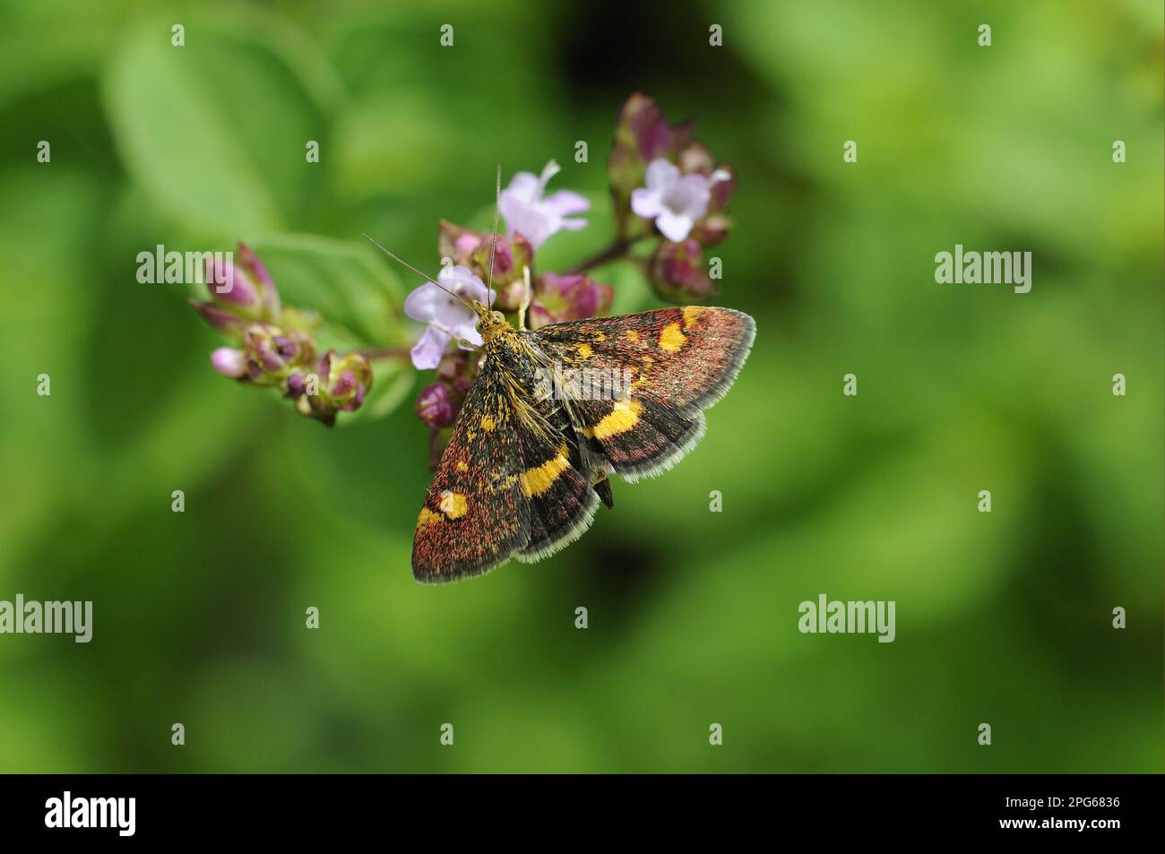 Purple borer (Pyrausta purpuralis), Purple borer, Purple borer, Insects ...