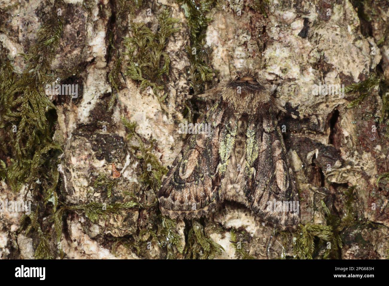 Green-brindled crescent (Allophyes oxyacanthae), owlet moth (Noctuidae ...