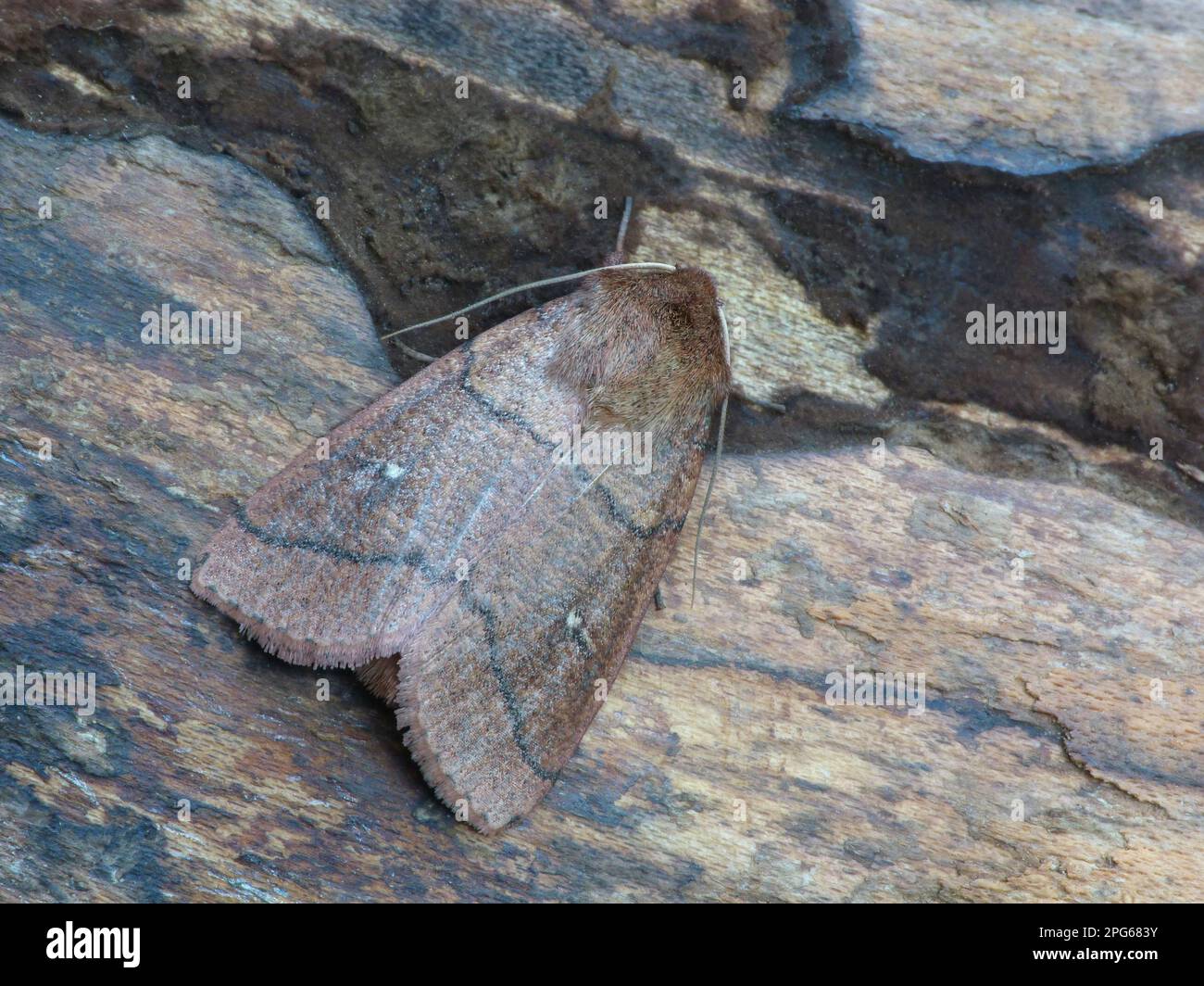 Double line (Mythimna turca), Marbled Owl, Red-browed Grass Owls, owlet ...