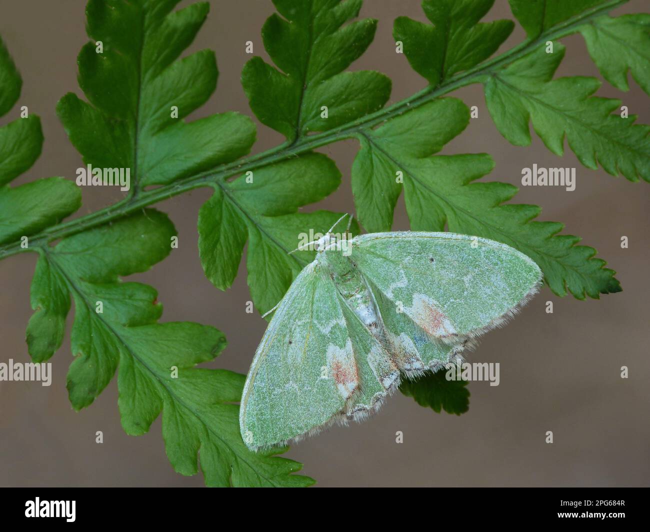 Pustule moth, Green oak wood moth, Oak wood green moth, Oak bag moth ...