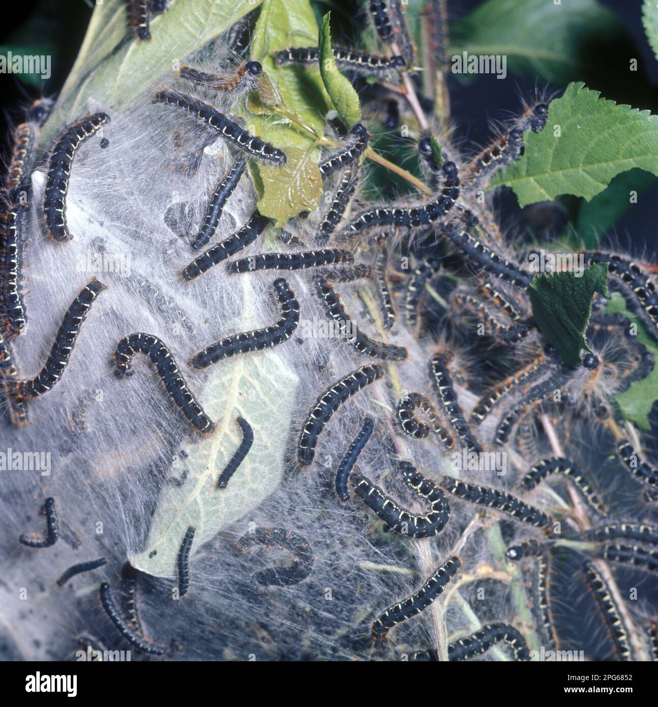 Spring Woollies, Insects, Moths, small eggar (Eriogaster lanestris ...