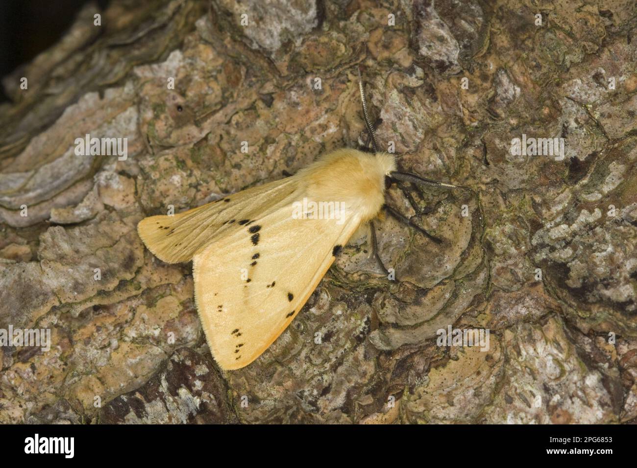 Buff Ermine (Spilosoma luteum) adult, resting on bark, Norfolk, England ...