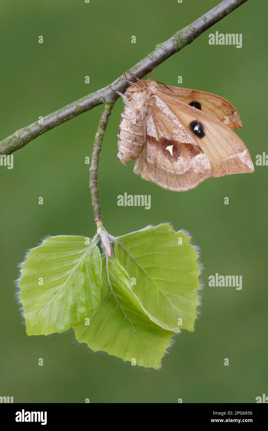 Tau tau emperor (Aglia tau) adult female, sleeping on a branch of ...