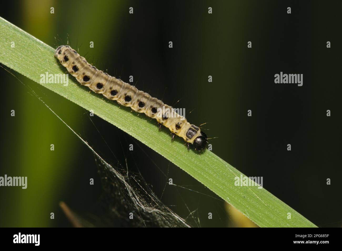 Spindle Ermine (Yponomeuta cagnagella) caterpillar, crawling along ...