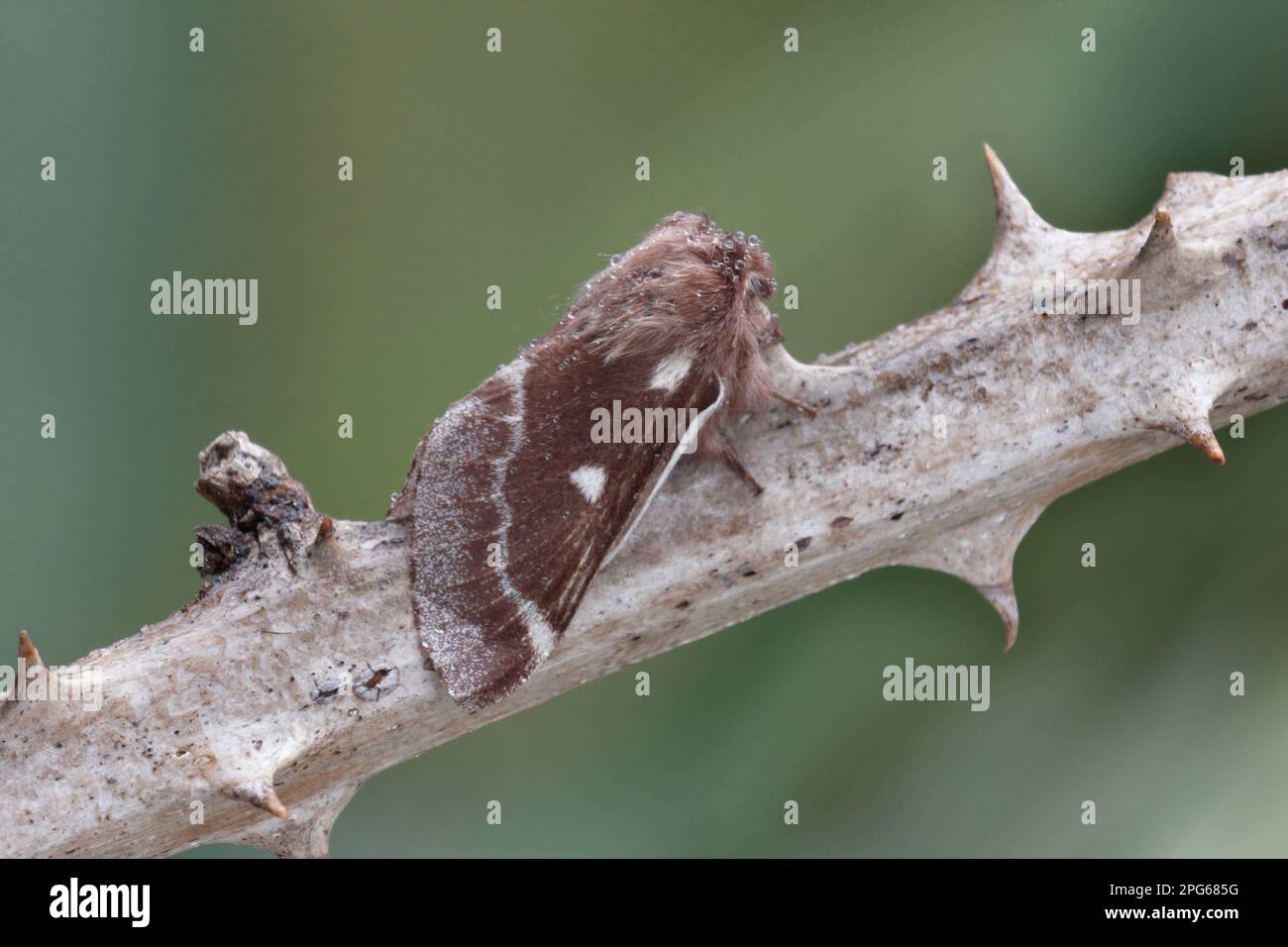 Spring Woollies, Insects, Moths, small eggar (Eriogaster lanestris ...