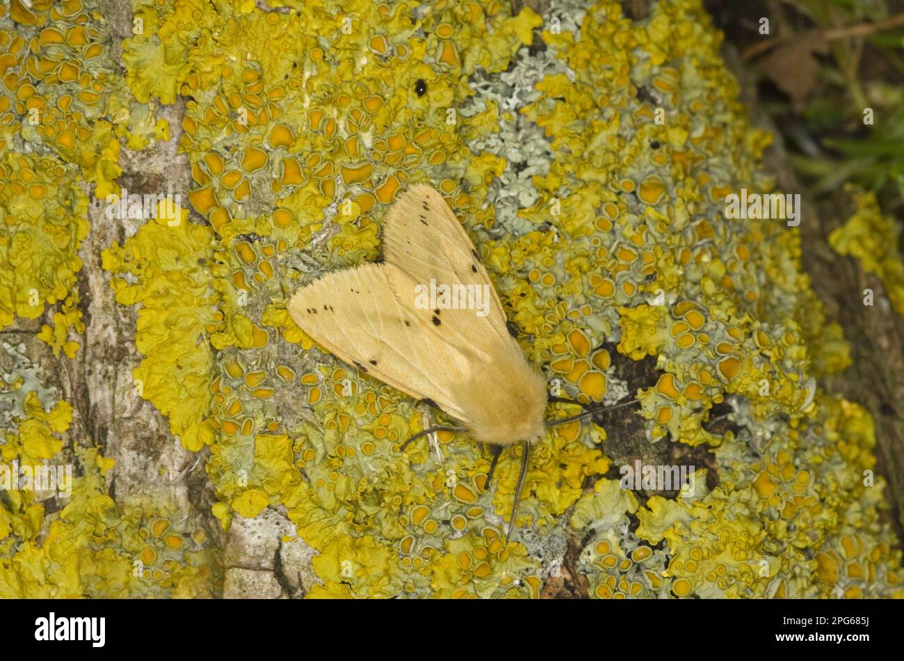 Buff Ermine (Spilosoma luteum) adult, resting on lichen, Norfolk ...