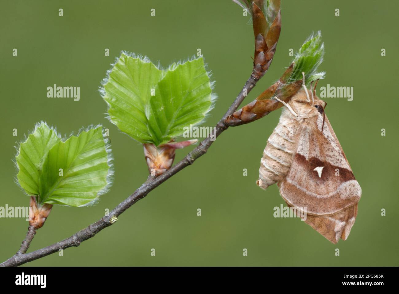Tau tau emperor (Aglia tau) adult female, sleeping on a branch of ...