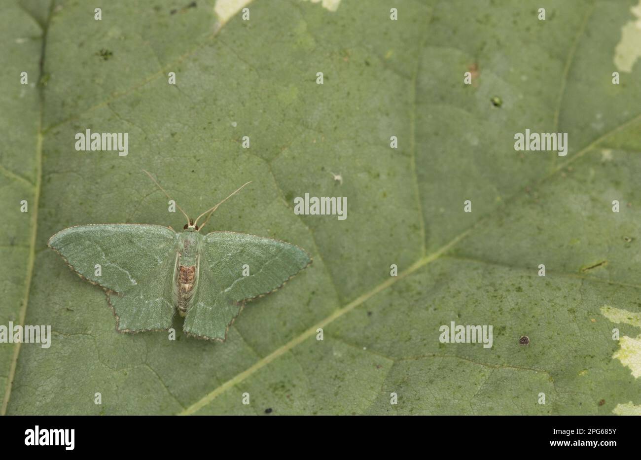 Common emerald (Hemithea aestivaria), Insects, Moths, Butterflies ...